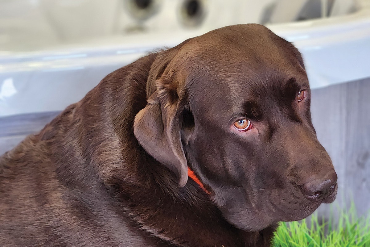 Spotlight: A Furry Retail Employee | AQUA Magazine