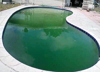 green algae bloom in pool